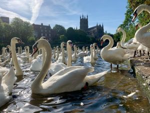 What to feed – The Swan Food Project