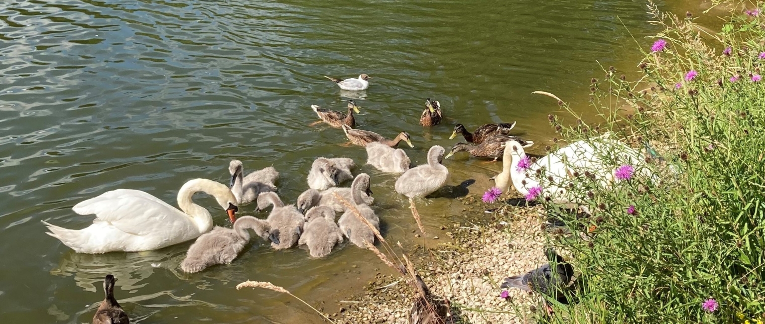 Feeding Swans – The Swan Food Project